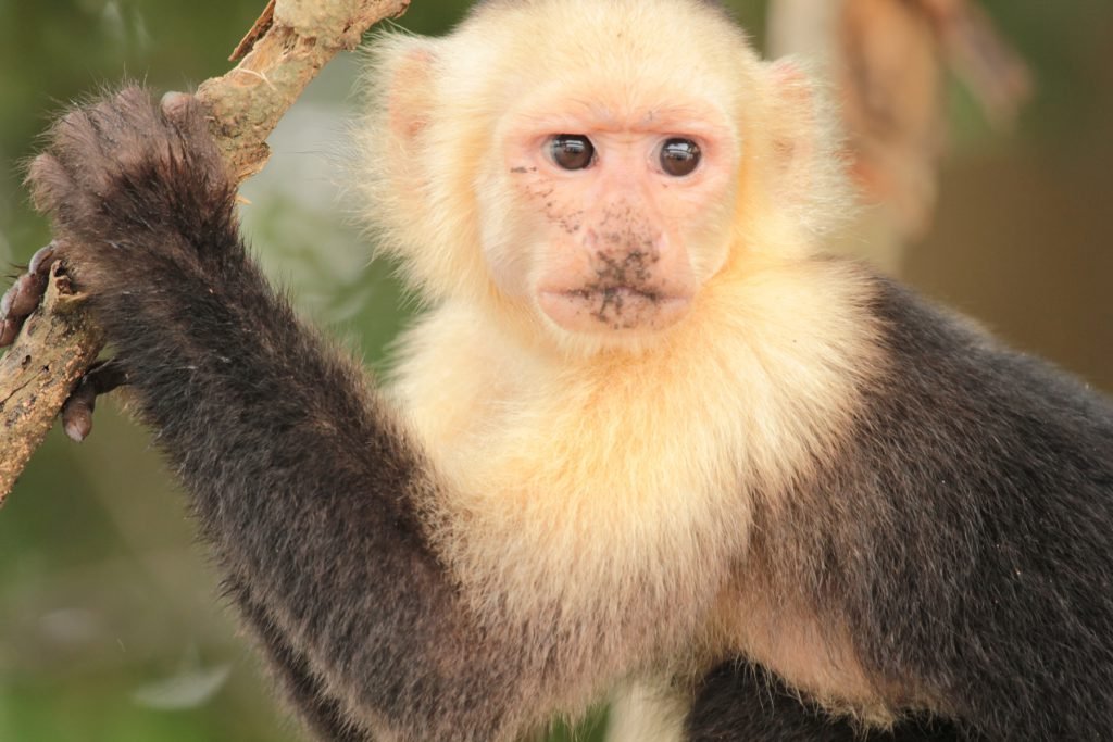 Alex on the Beach | Tour operator in Costa Rica